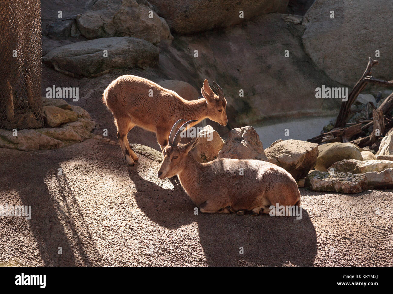 Egypt Ibex High Resolution Stock Photography and Images - Alamy