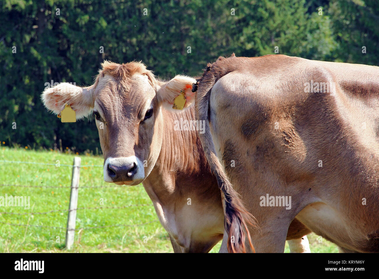 young brown cattle in the pasture. a young cow is looking past the butt ...