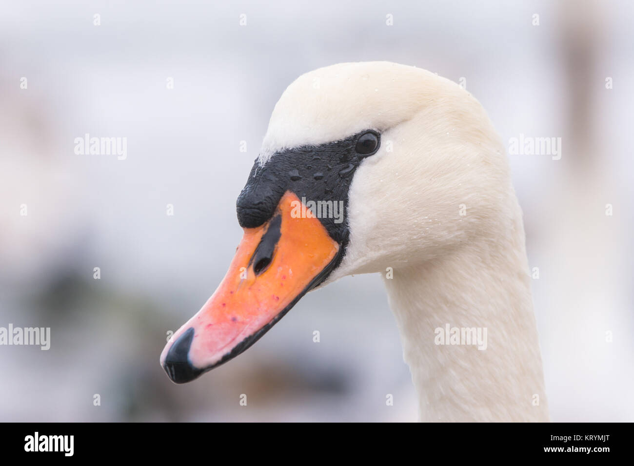 Swan nose hi-res stock photography and images - Alamy