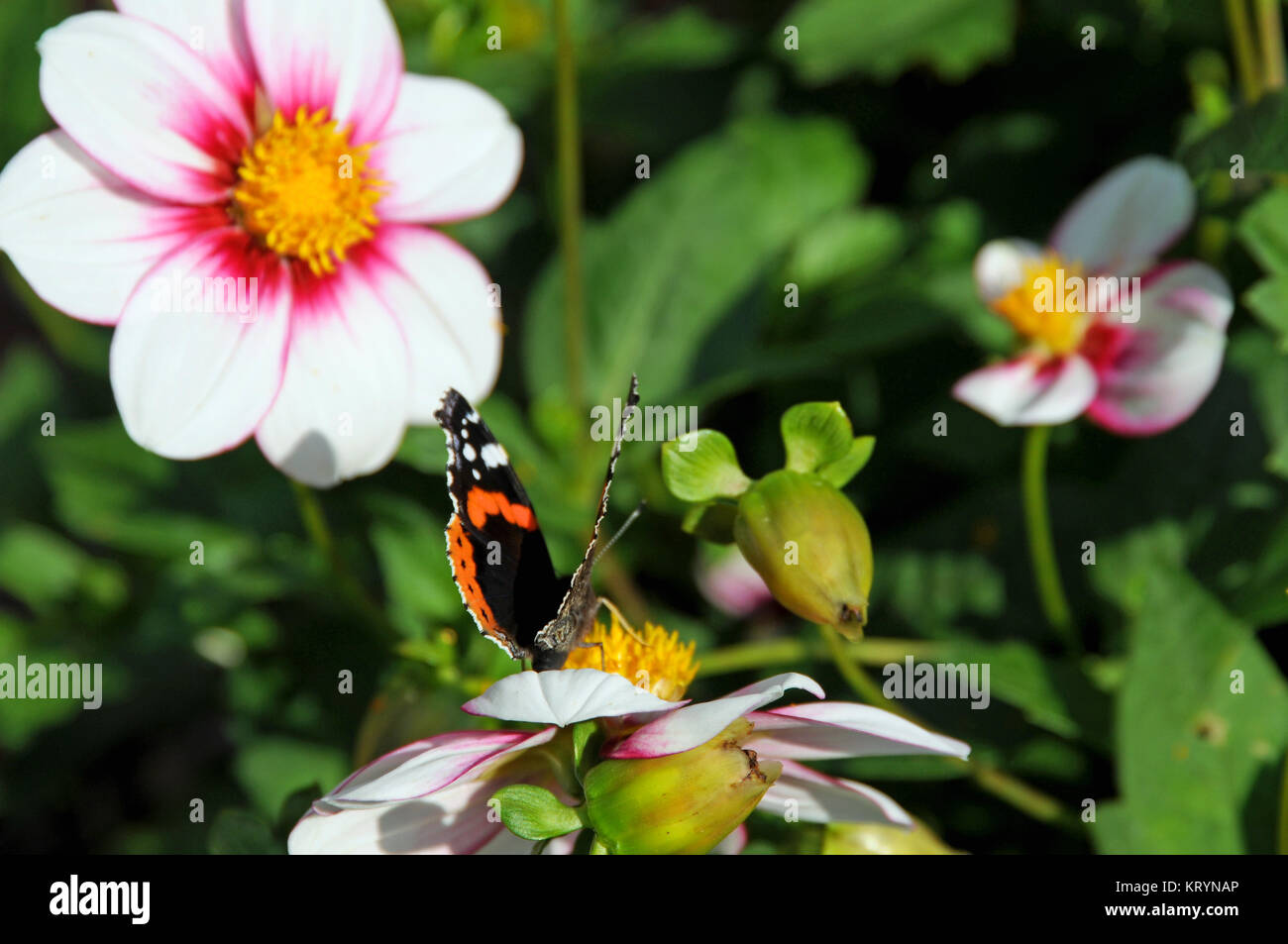 Dahlia flower shapes hi-res stock photography and images - Alamy