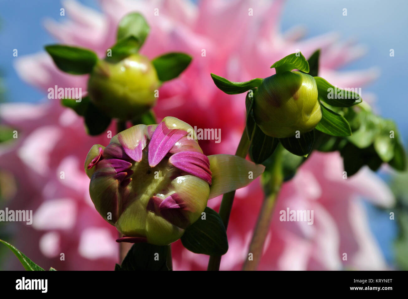 Dahlia flower shapes hi-res stock photography and images - Alamy