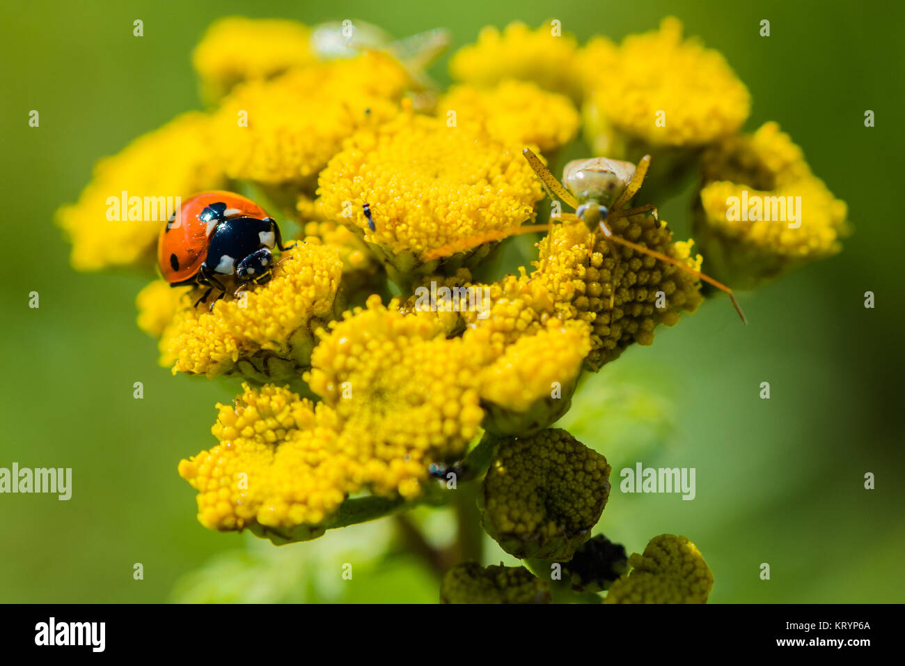 ladybird on flower Stock Photo - Alamy