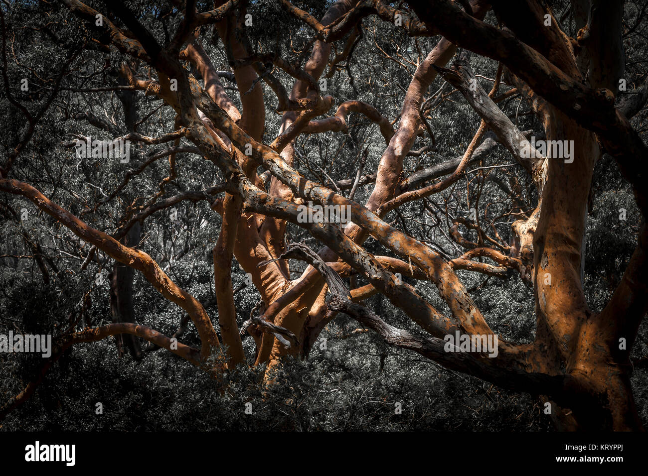 Sydney red gum tree hi-res stock photography and images - Alamy