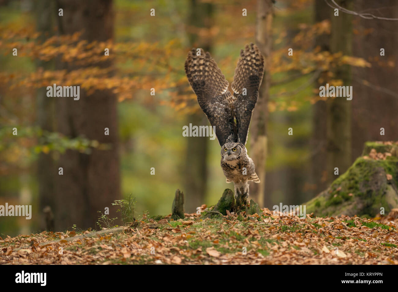 Great Horned Owl / Tiger Owl / Virginia-Uhu ( Bubo virginianus ) taking ...