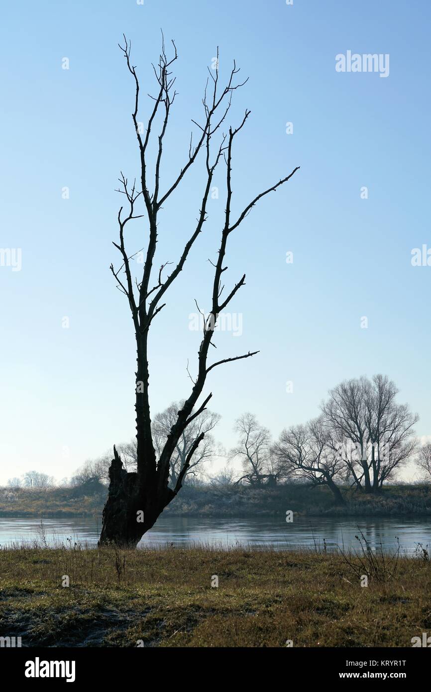 dead tree on the banks of the elbe near lostau Stock Photo - Alamy