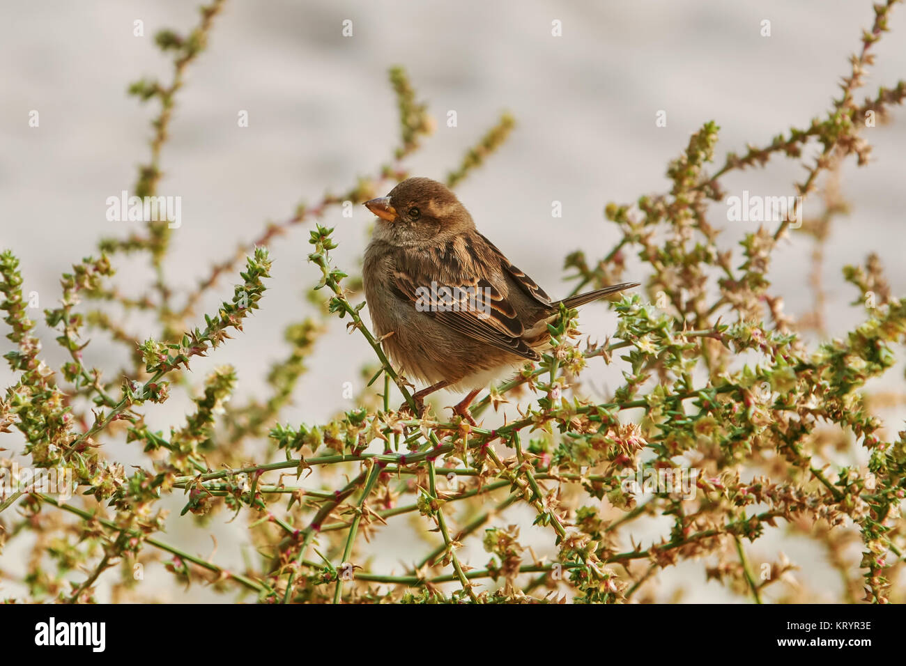 Shrub for wildlife hi-res stock photography and images - Alamy