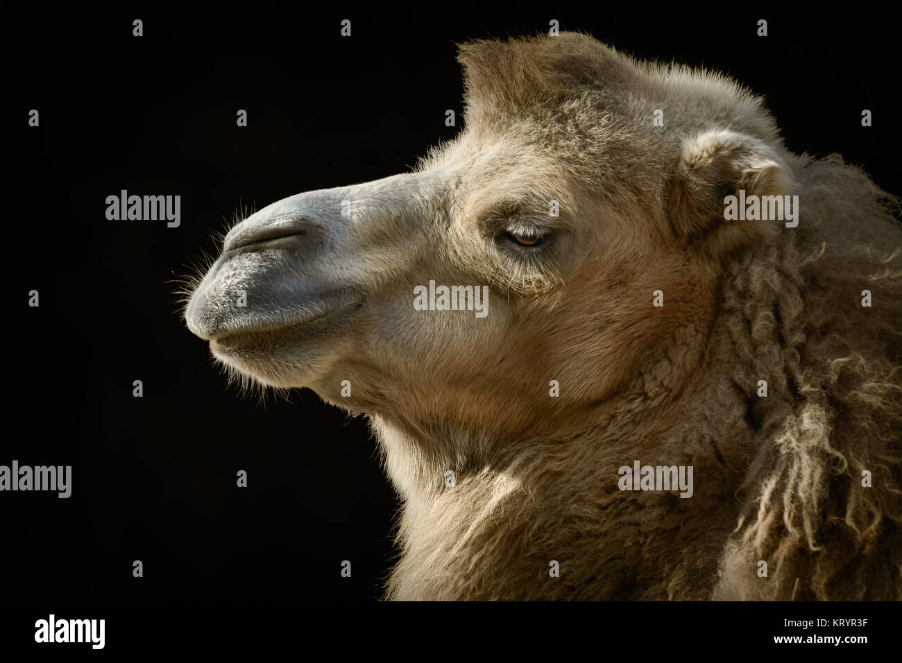 Portrait of Camel Stock Photo - Alamy