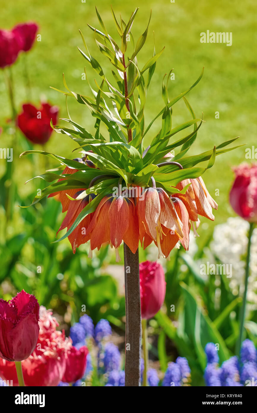 Crown Imperial Flower Stock Photo - Alamy
