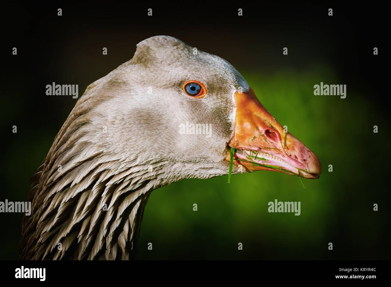 Fauna portrait hi-res stock photography and images - Alamy