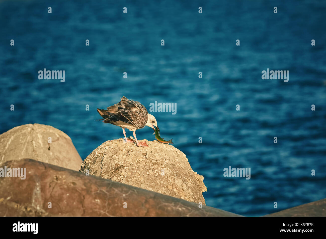 Young Seagull Eats a Fish Stock Photo - Alamy