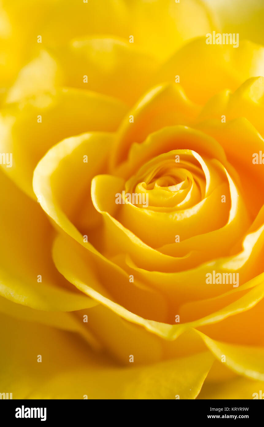 The Texture of Beautiful Yellow Rose Close Up Stock Photo - Alamy