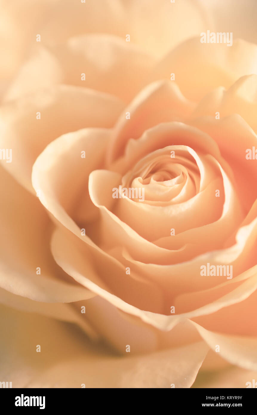 The Texture of Beautiful Beige Rose Close Up. Vintage Style Stock Photo ...