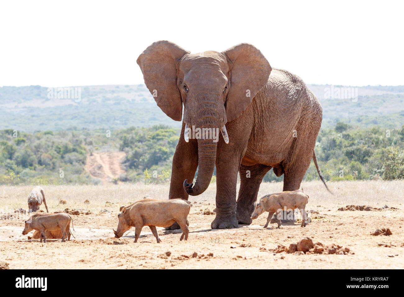 Bush Elephant chasing the warthogs Stock Photo - Alamy