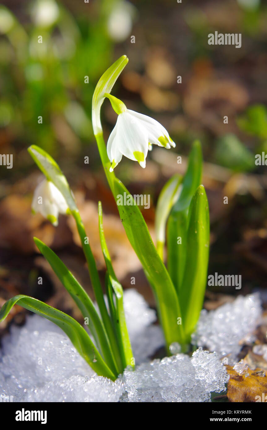 Snowdrop bulb hi-res stock photography and images - Alamy