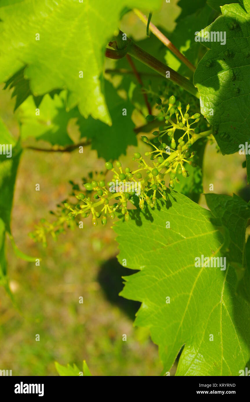 Ornamental grape vine hi-res stock photography and images - Alamy