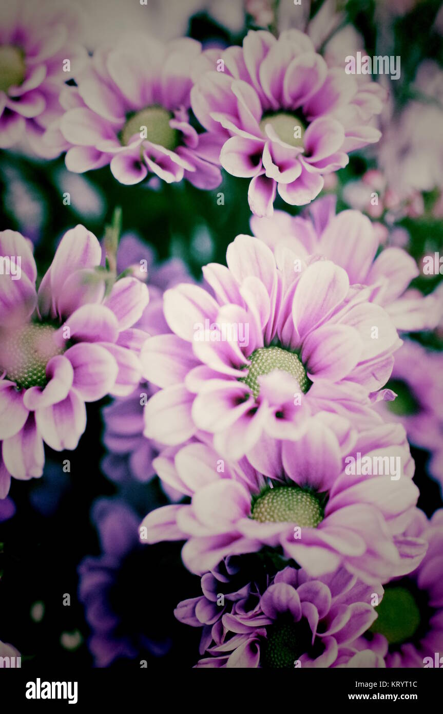 Pink Daisy Background Stock Photo - Alamy