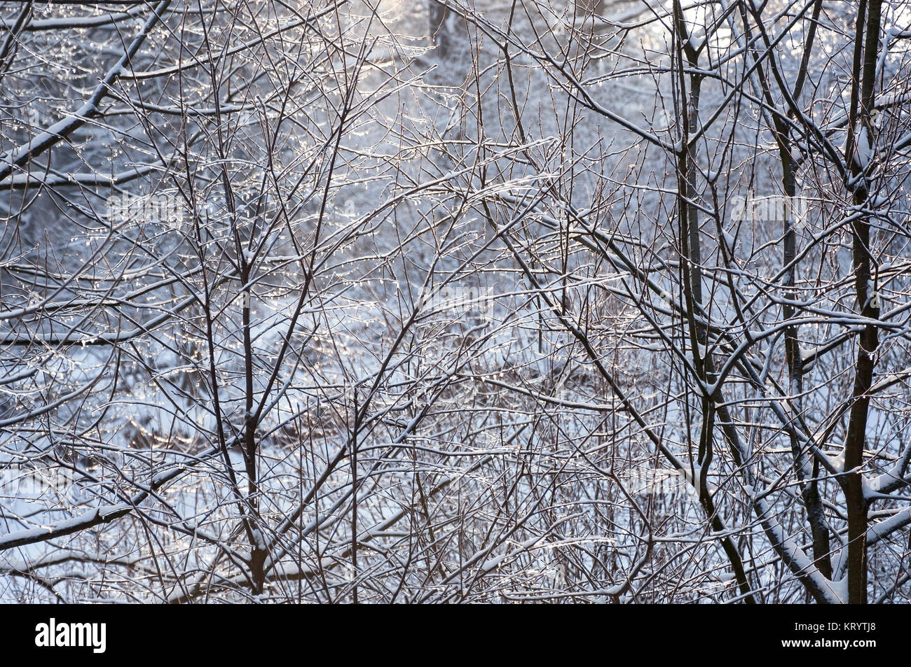 Closeup of frozen twigs as winter background Stock Photo - Alamy