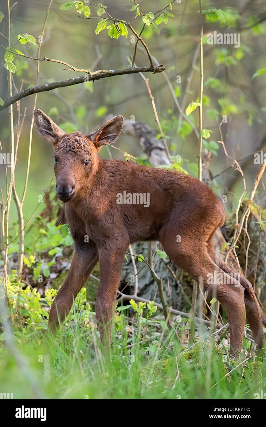 Young moose in the forest Stock Photo - Alamy