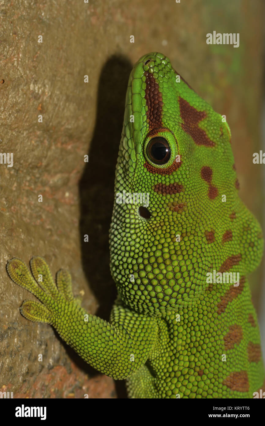 closeup of a turquoise dwarf gecko Stock Photo - Alamy