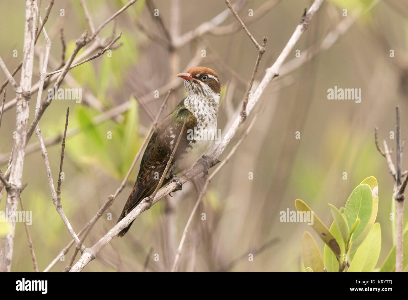 Diederic cuckoos hi-res stock photography and images - Alamy
