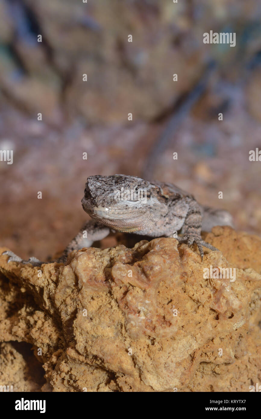 desert horned toad Stock Photo - Alamy
