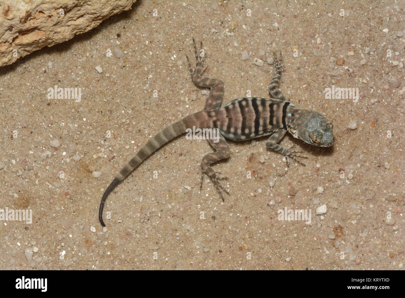 desert horned toad Stock Photo - Alamy