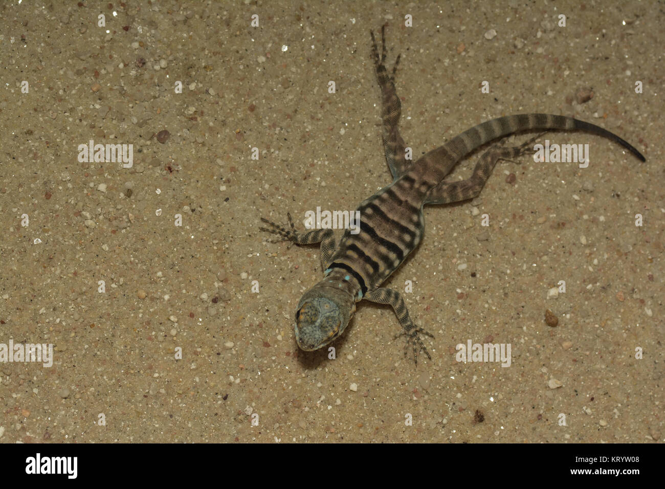 desert horned toad Stock Photo - Alamy