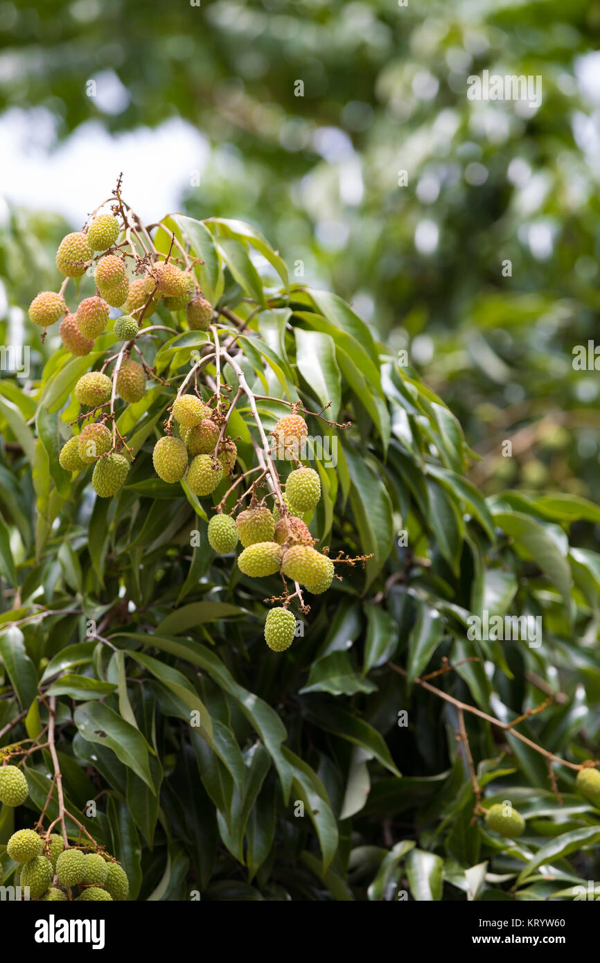 Unripe exotic fruit Lychee, madagascar Stock Photo - Alamy