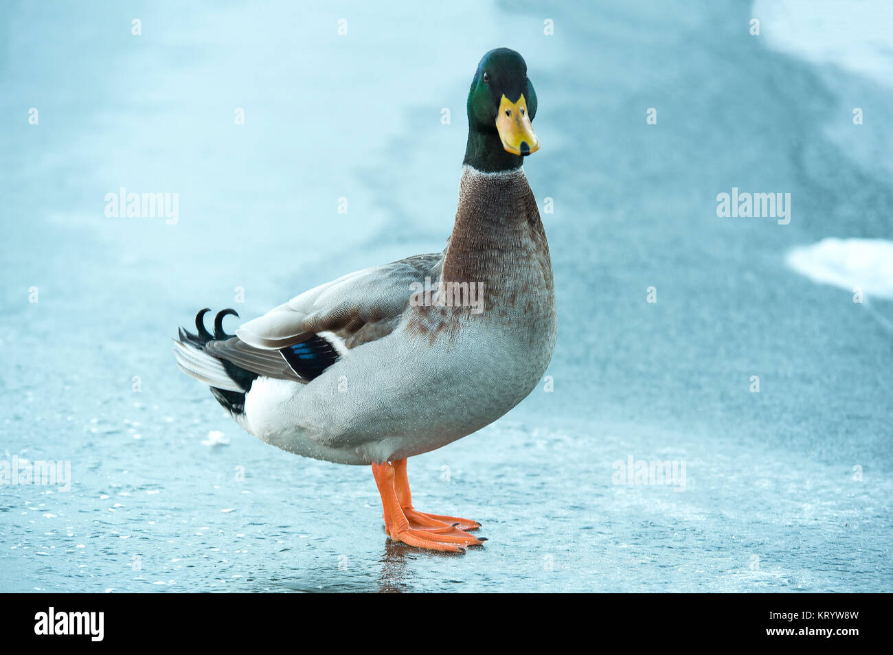 a duck on the ice of a frozen pond Stock Photo - Alamy
