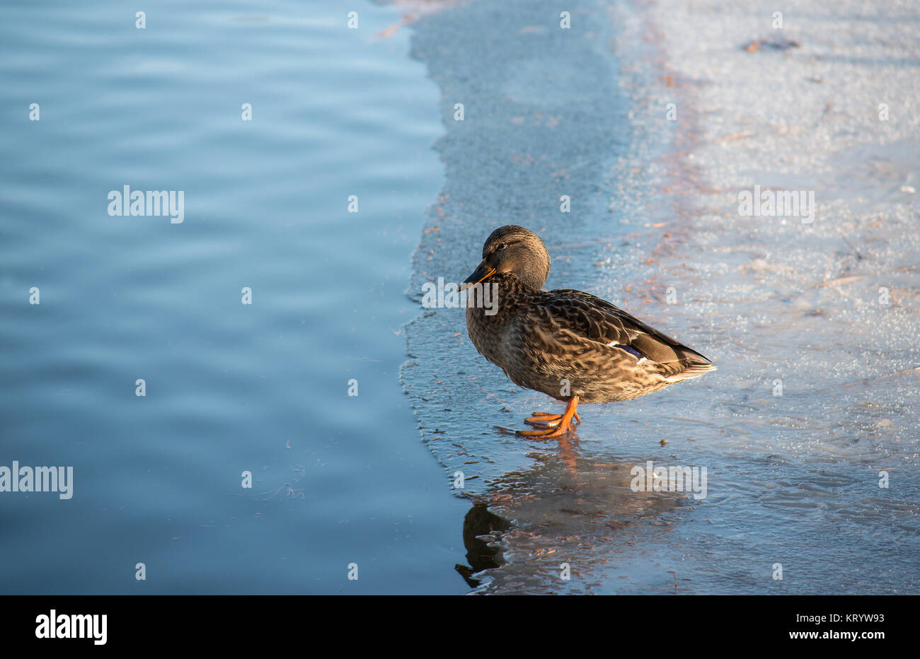 a duck on the ice of a frozen pond Stock Photo - Alamy