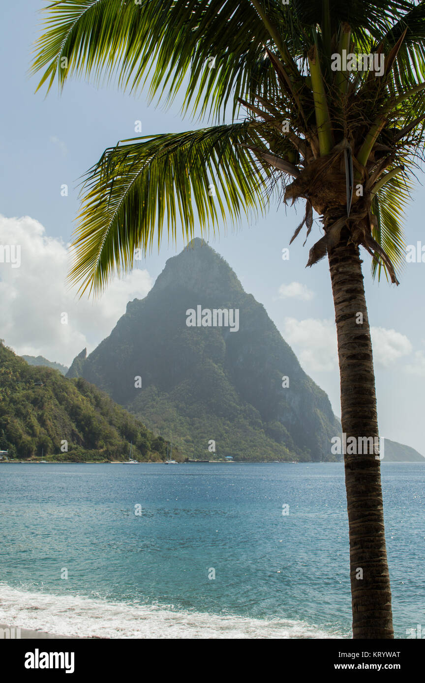 Piton and palm tree in Saint Lucia Stock Photo - Alamy