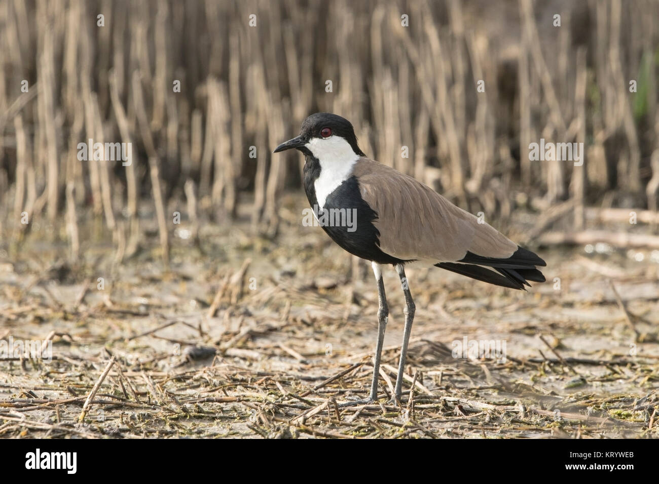 spur-winged lapwing or spur-winged plover Vanellus spinosus adult ...
