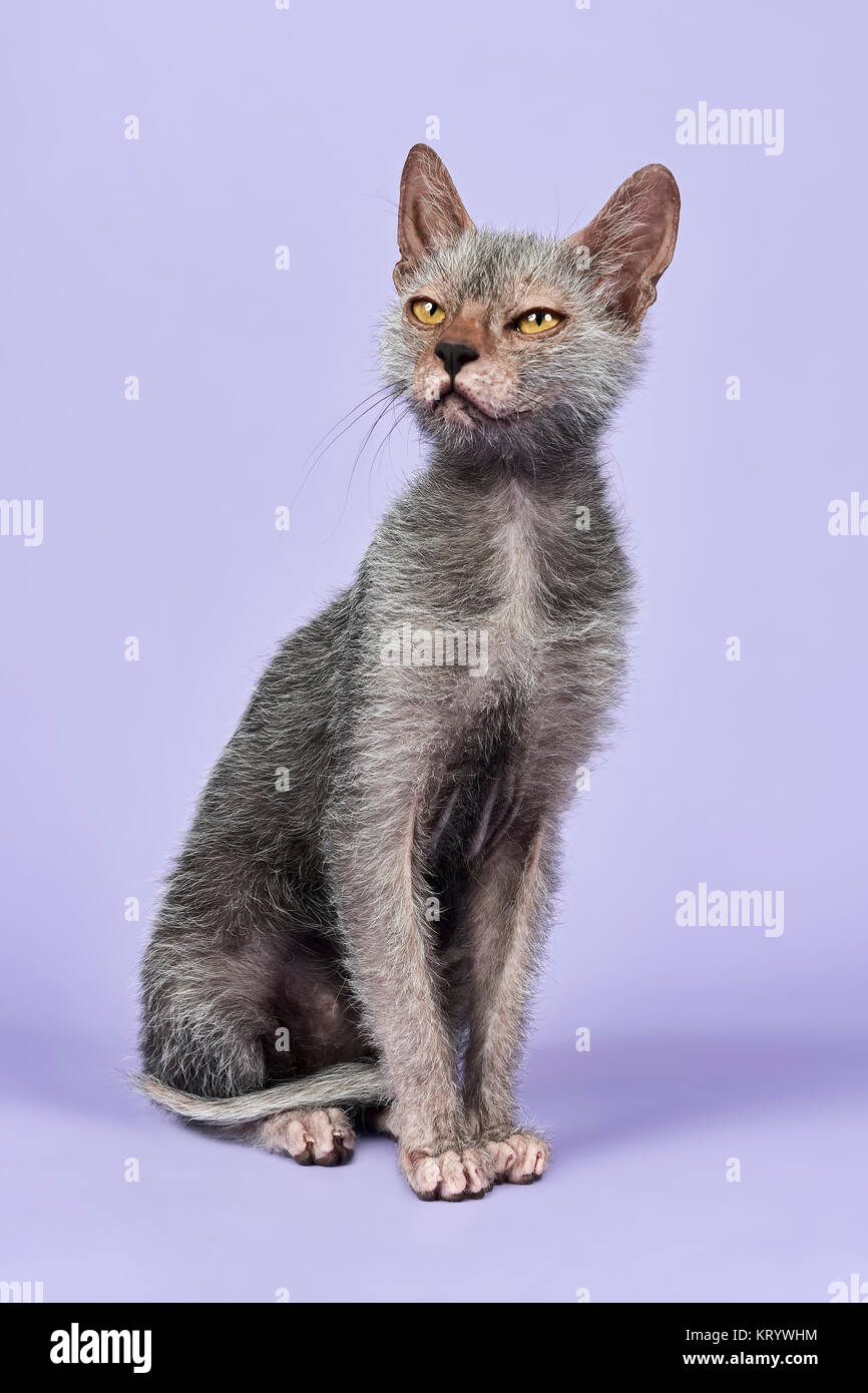 Cute wolf cub hi-res stock photography and images - Alamy