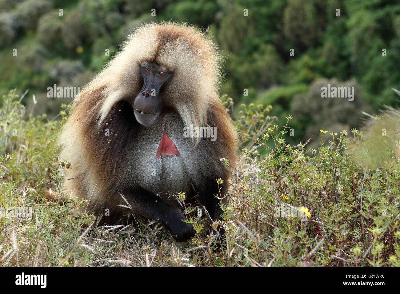Blutbrustpavian dschelada theropithecus gelada gelada hi-res stock ...