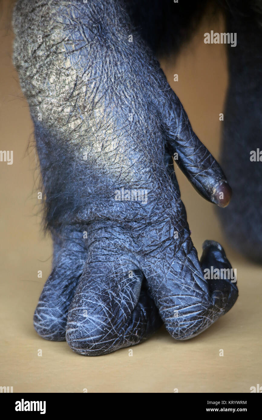 Schimpansenhand hi-res stock photography and images - Alamy