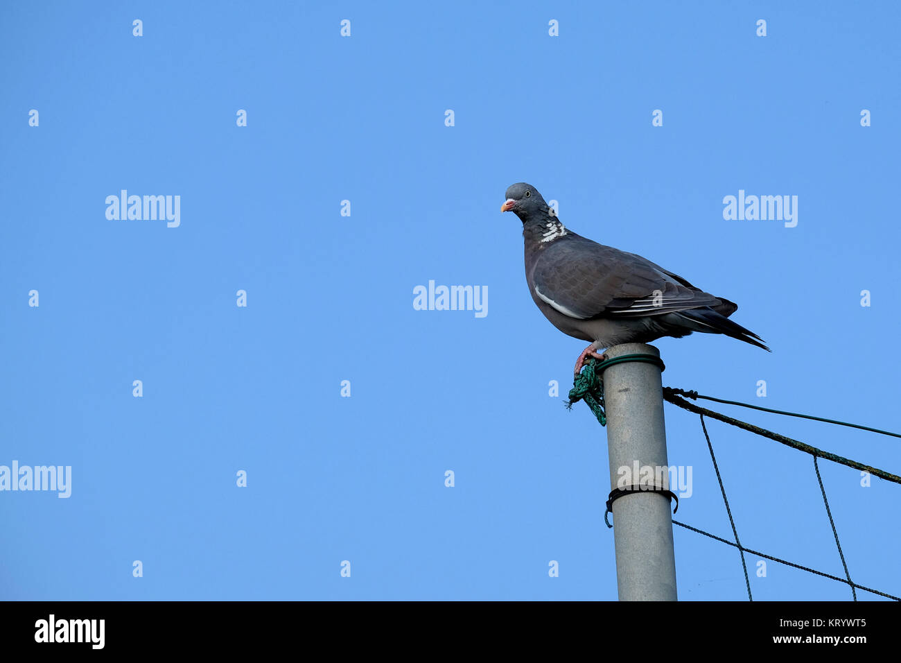 dove sitting on a pole and the lookout Stock Photo - Alamy