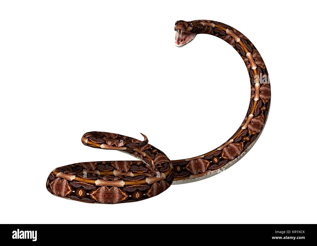 African viper Cut Out Stock Images & Pictures - Alamy
