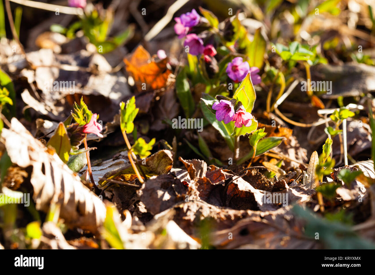 Mary's tears plant Stock Photo - Alamy