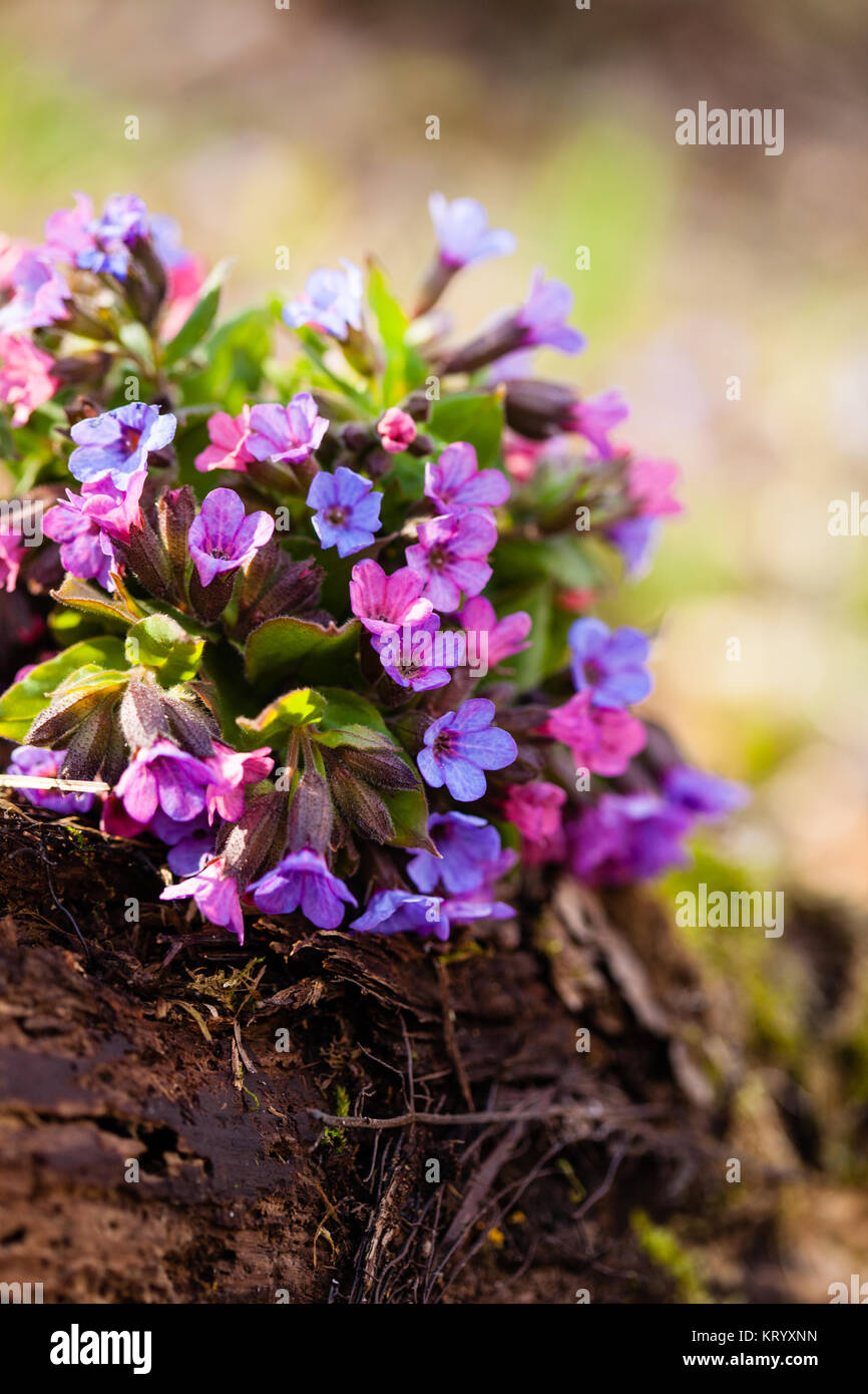 Mary's tears plant Stock Photo - Alamy