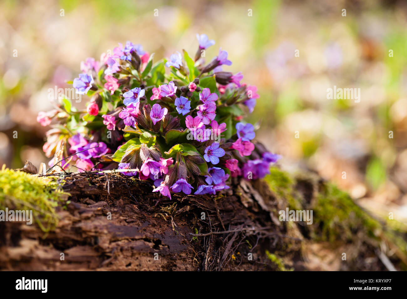 Mary's tears plant Stock Photo - Alamy