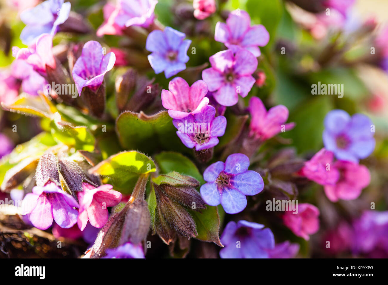 Mary's tears plant Stock Photo - Alamy