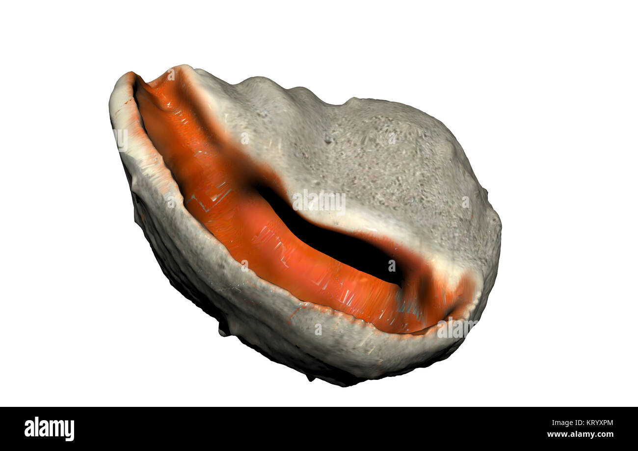 Sea snail shell hi-res stock photography and images - Alamy