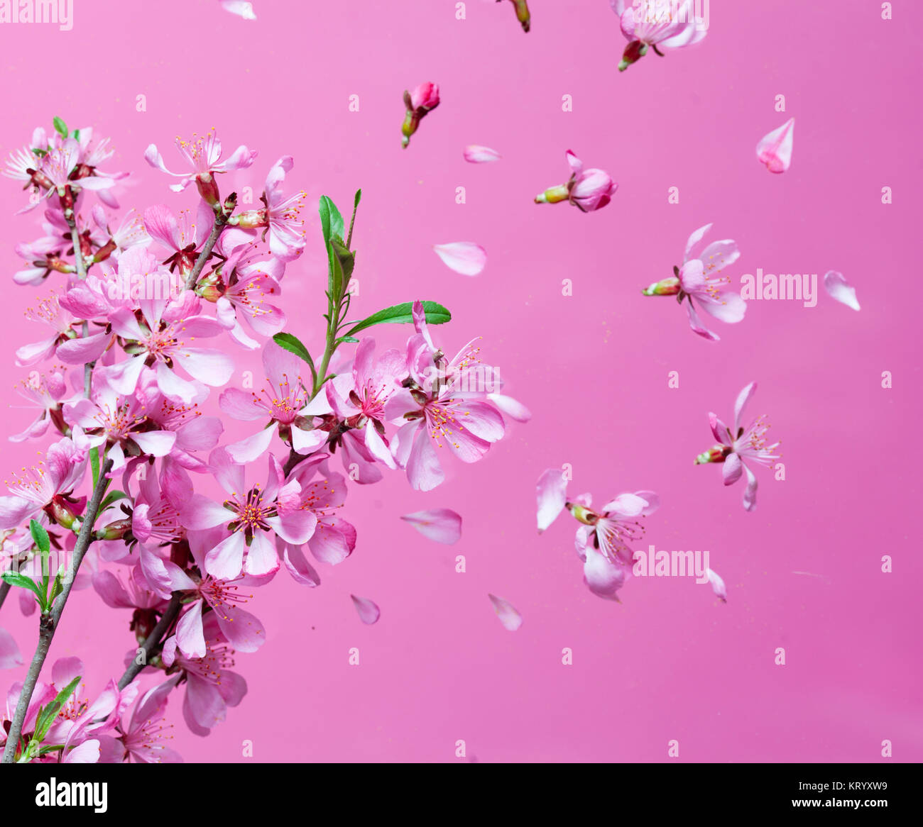 Spring blossom explosion Stock Photo - Alamy