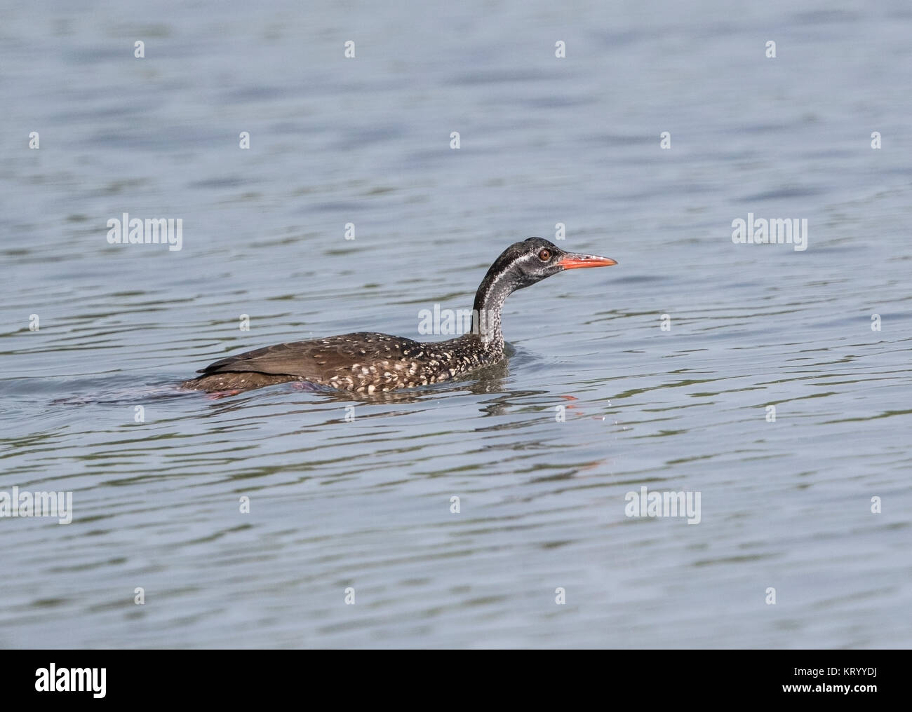 African finfoot Podica senegalensis adult male swimming in river ...