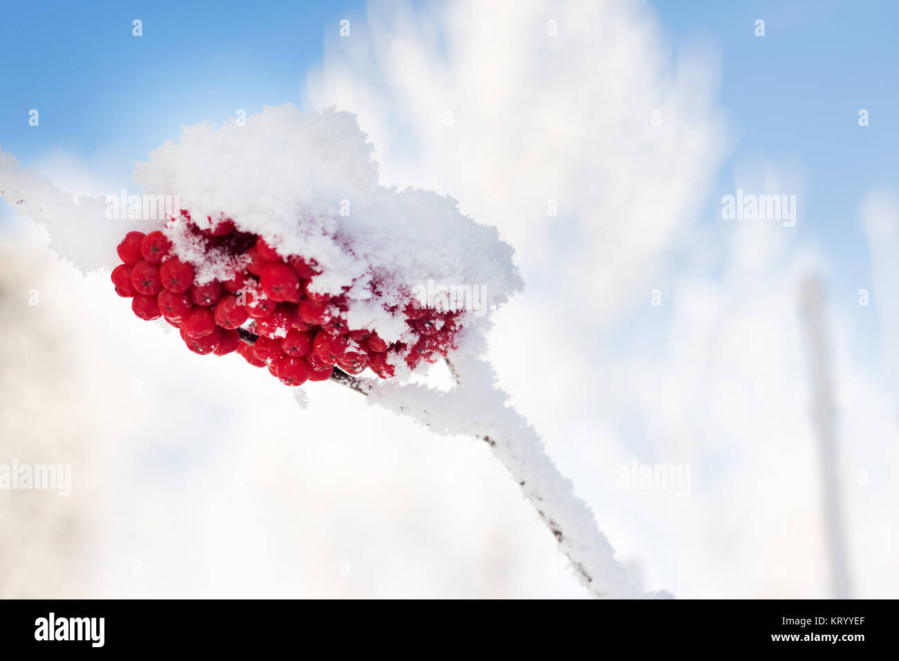 red berry on a tree branch and snow Stock Photo - Alamy