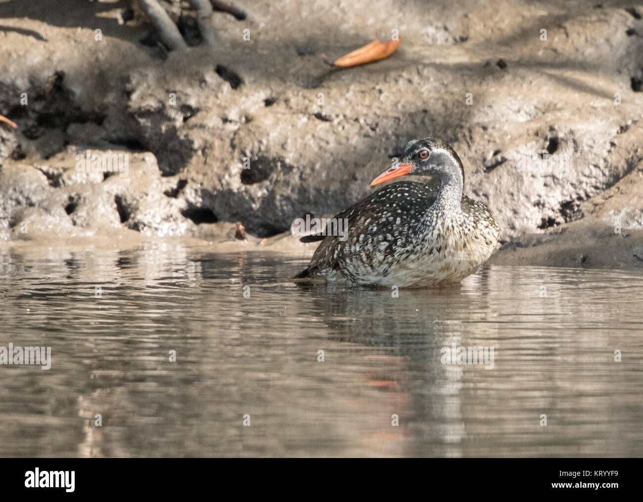 African finfoot Podica senegalensis adult male swimming in river ...