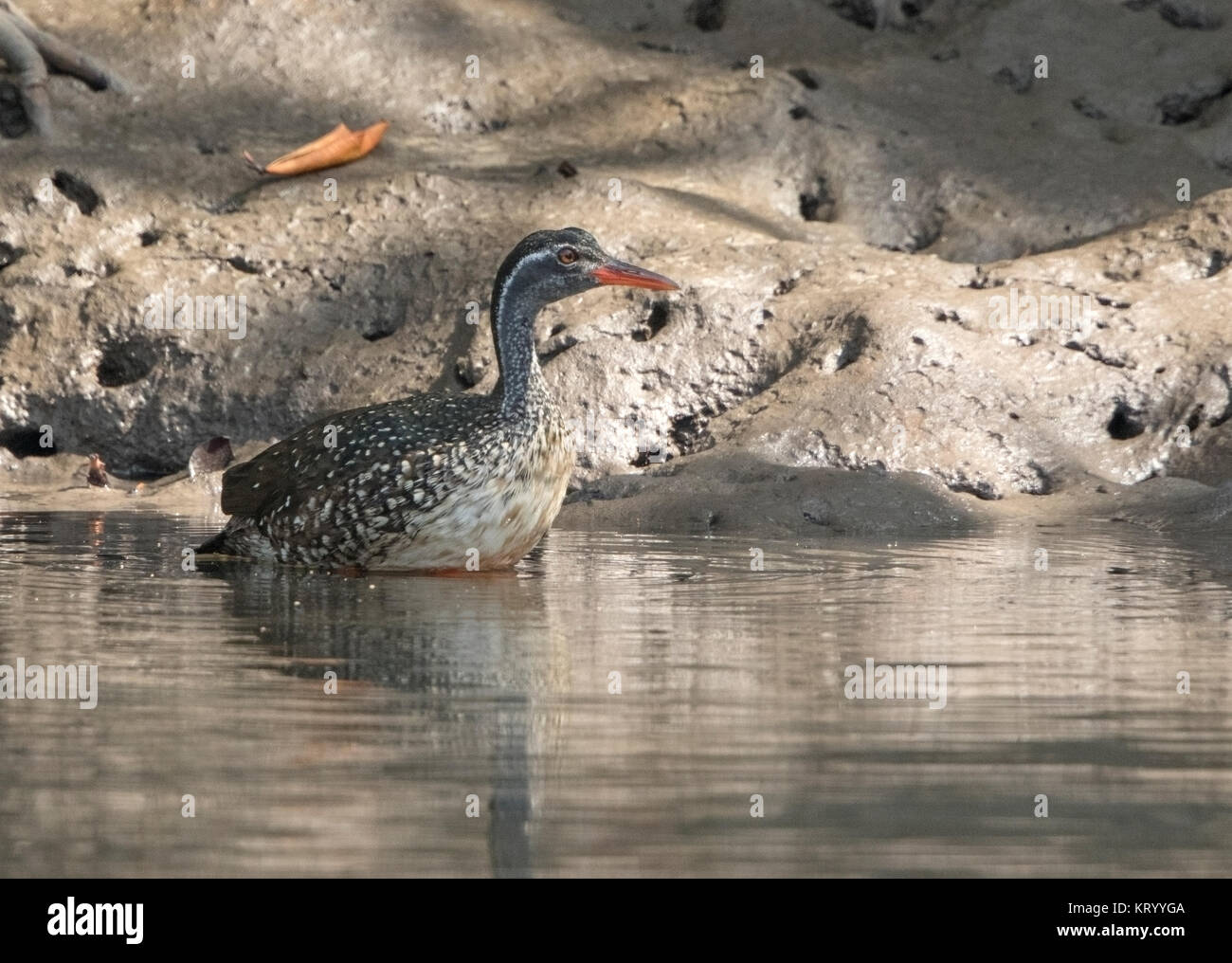 African finfoot Podica senegalensis adult male swimming in river ...