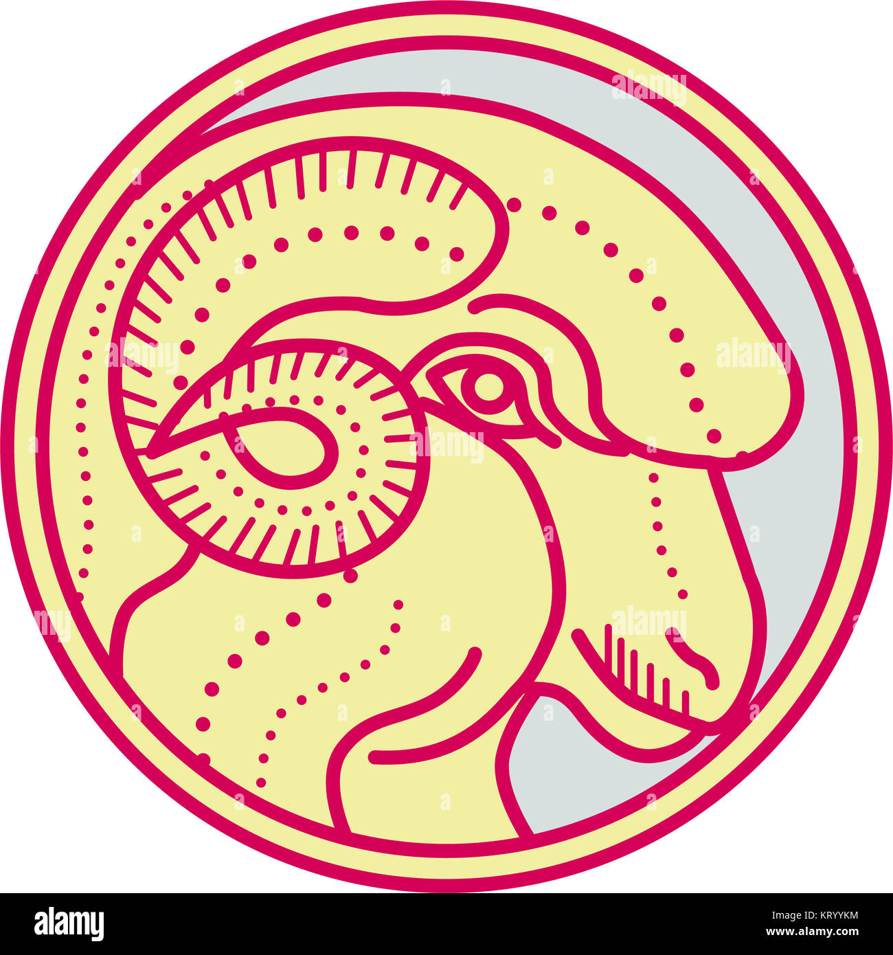 Merino ram drawing hi-res stock photography and images - Alamy