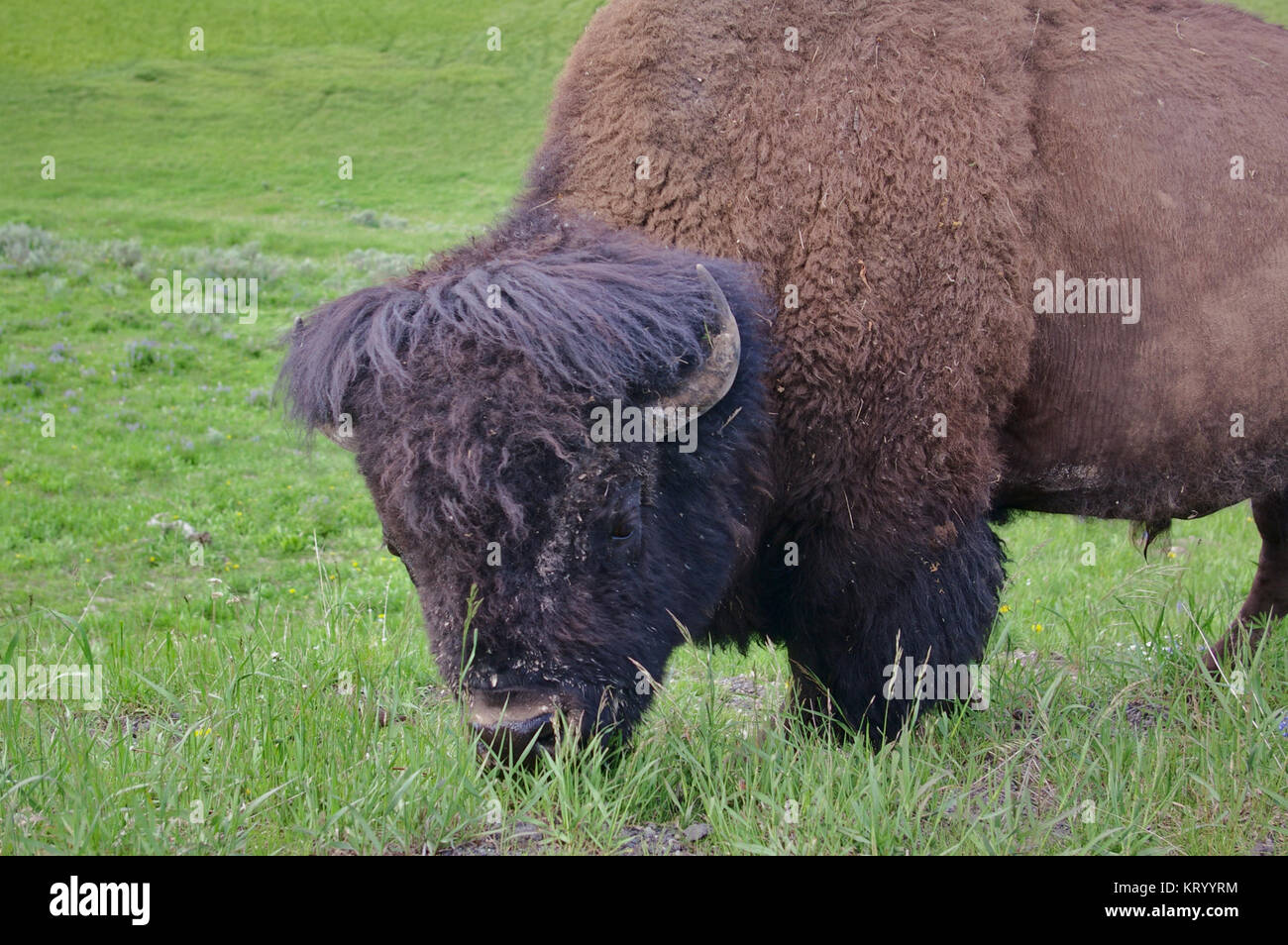 Closeup portrait of American buffalo grazing Stock Photo - Alamy