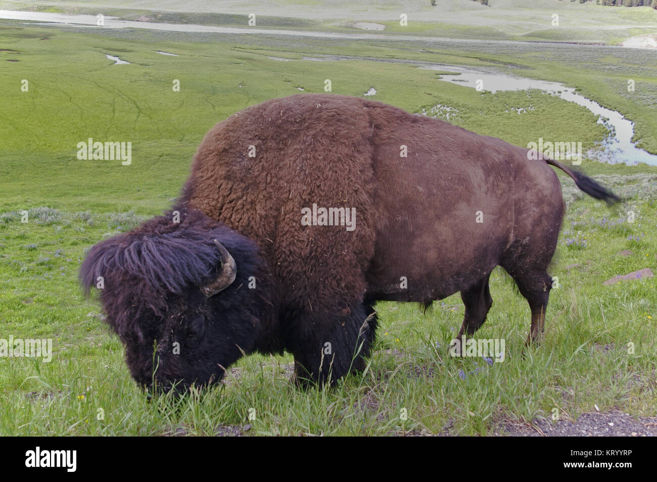 Buffalo animal totem hi-res stock photography and images - Alamy
